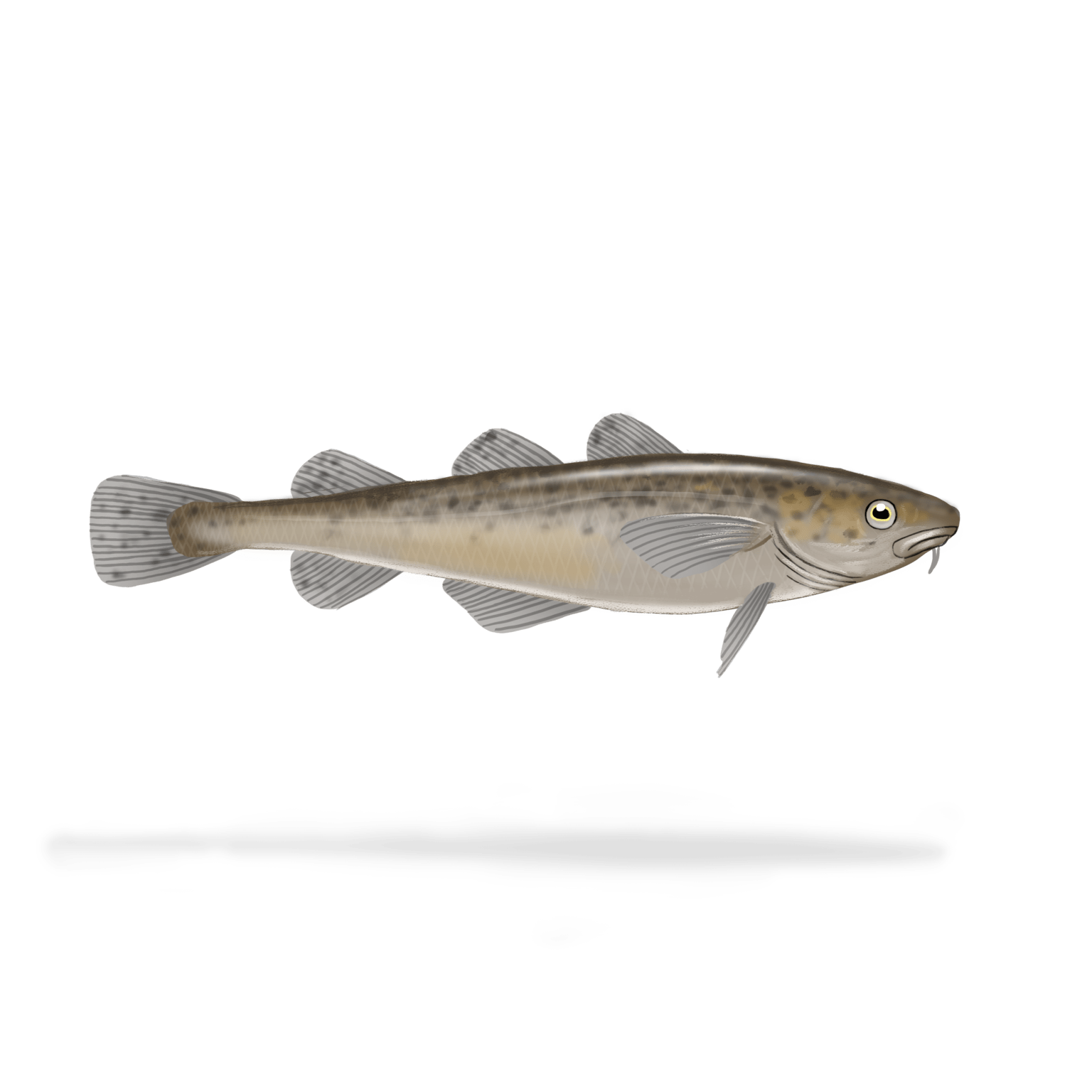 Atlantic tomcod | A WAVE OF FLAVOURS