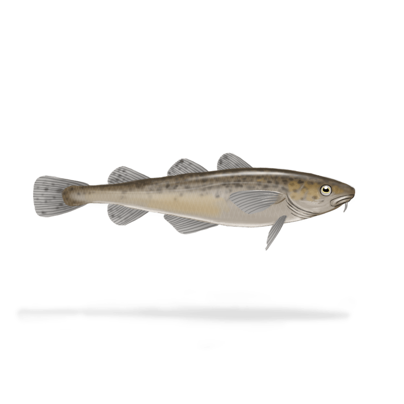 Atlantic tomcod | A WAVE OF FLAVOURS