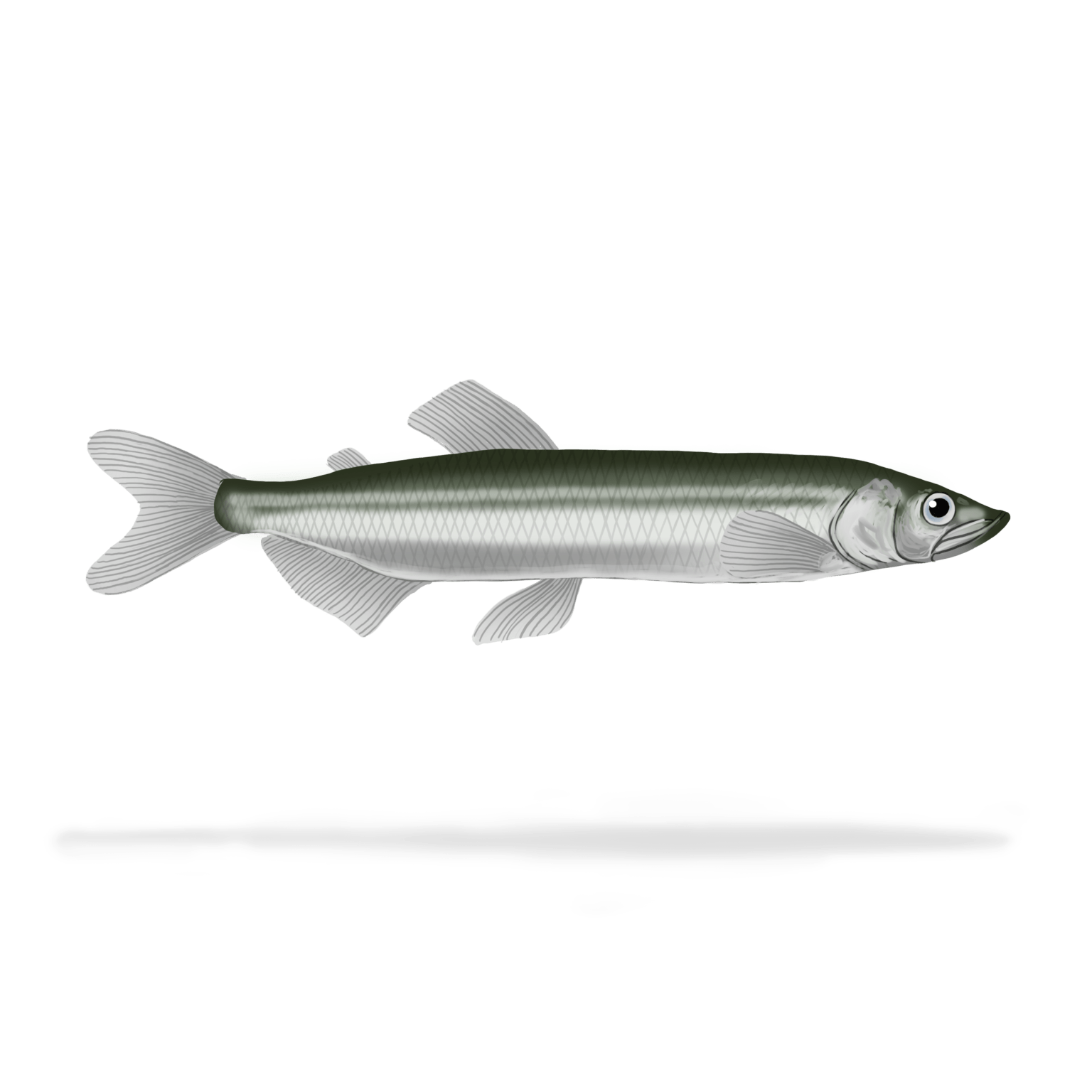 Capelan | DE L'EAU À LA BOUCHE