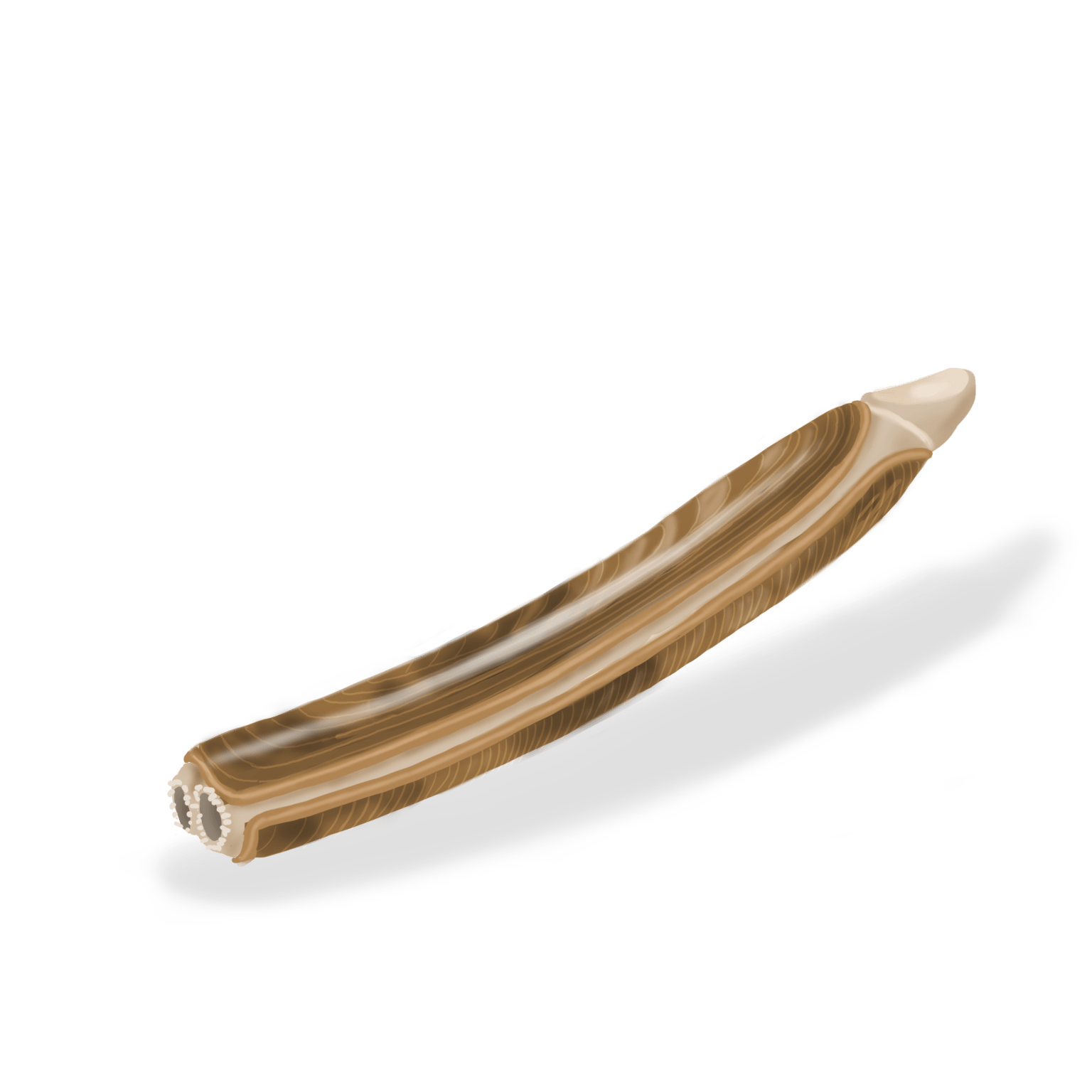 Atlantic razor clam | A WAVE OF FLAVOURS