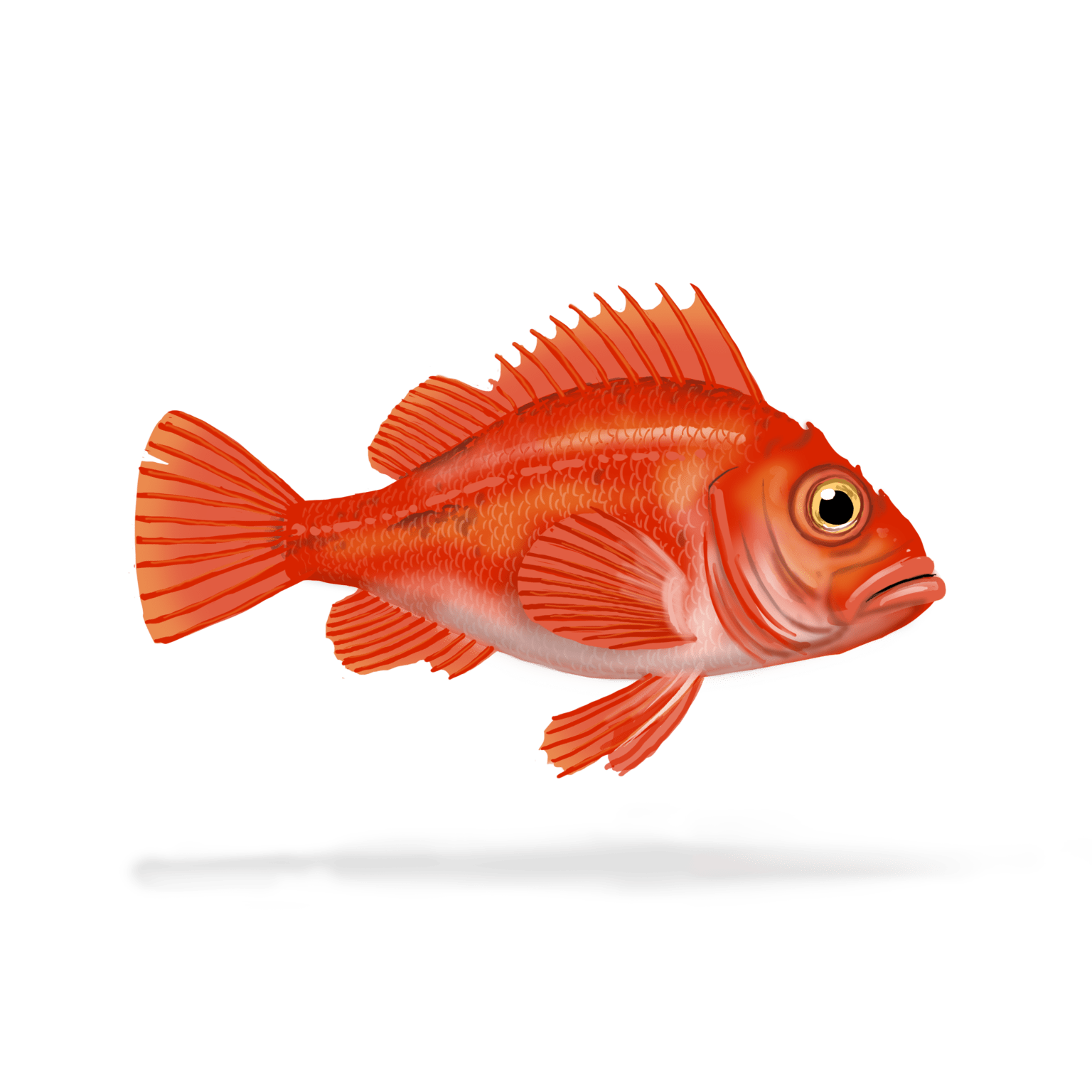 Deepwater redfish | A WAVE OF FLAVOURS