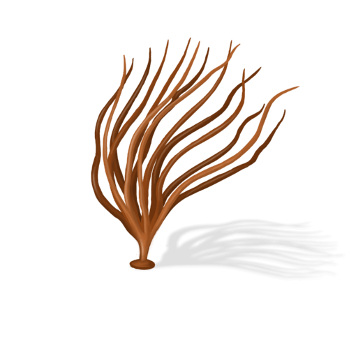 Devaleraea ramentacea | A WAVE OF FLAVOURS